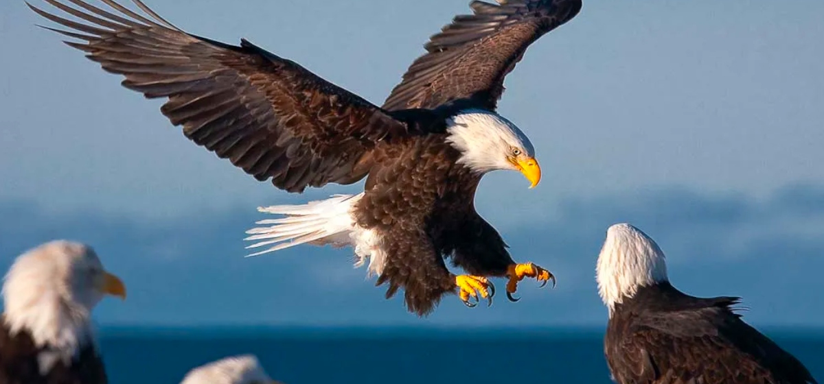 One of the finest signs of spring ... Driftless Area Magazine